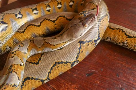 Image result for Reticulated Python Skin