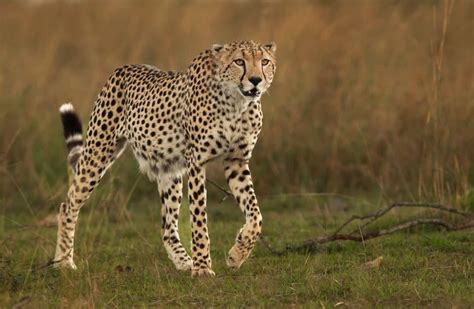 Image result for Fast Cheetah