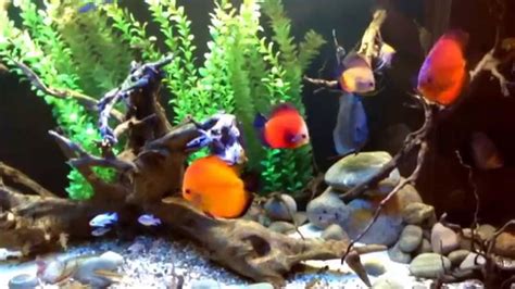 Image result for Discus Fish Tips