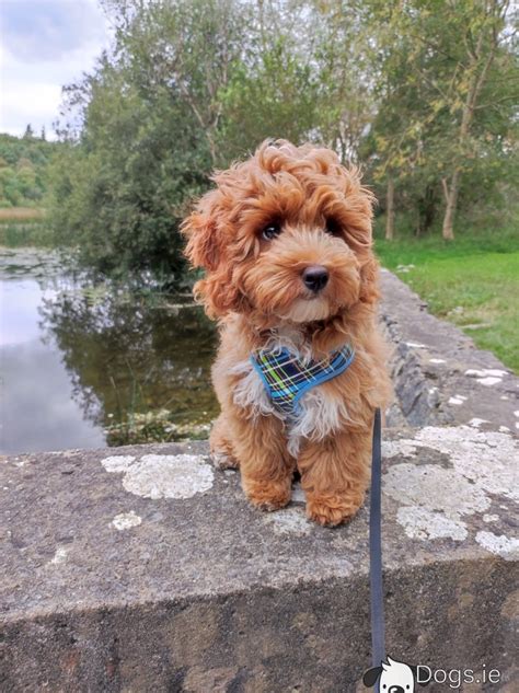 Image result for Red Toy Cavapoo