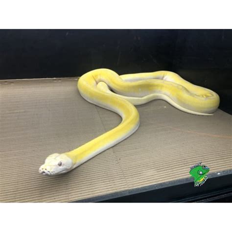 Image result for Golden Child Reticulated Python