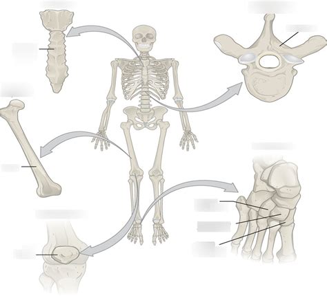 Image result for Two Types of Bone