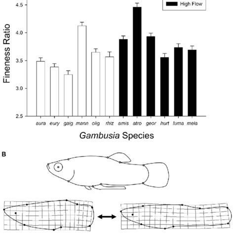 Image result for Streamlining Shape