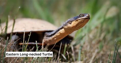 Image result for Long Neck Turtle