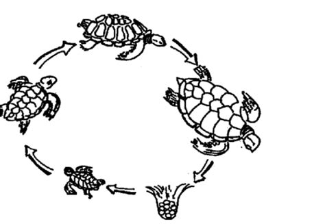 Label the Sea Turtle Life Cycle Diagram | Quizlet