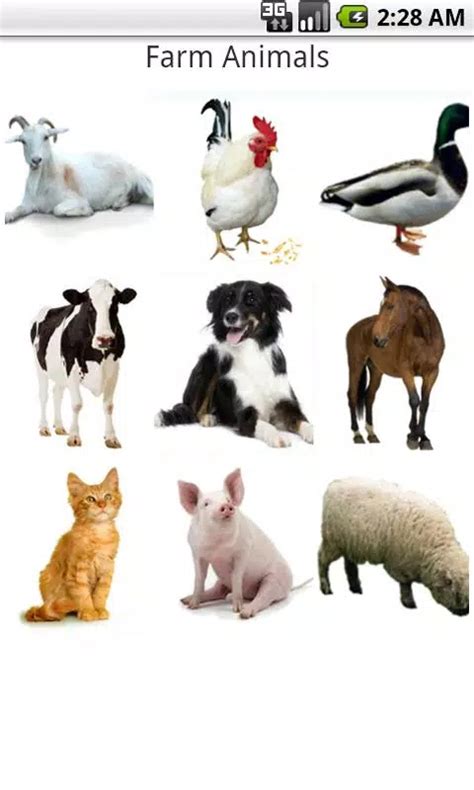 Image result for KidVision Real Animals