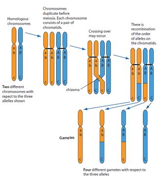 Image result for Sources of Variation