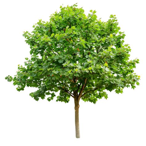 Image result for Tree Transparent Background