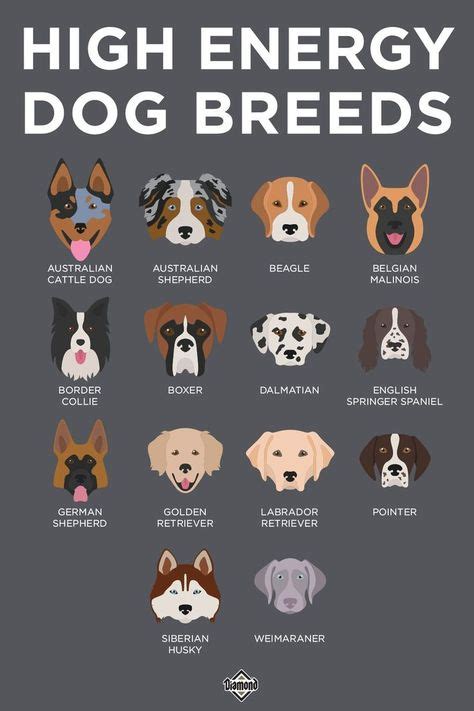Image result for Normal Dog List