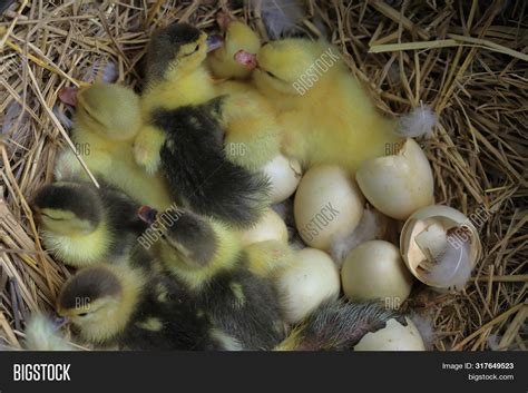 Image result for Ducklings Hatching