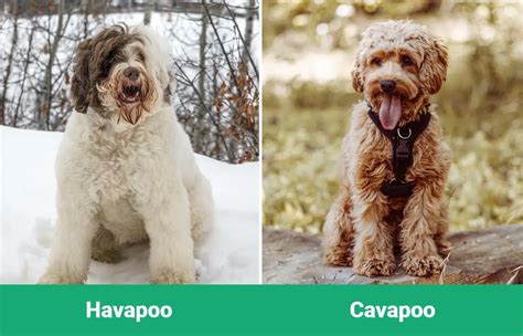 Image result for Cavapoo vs Havapoo