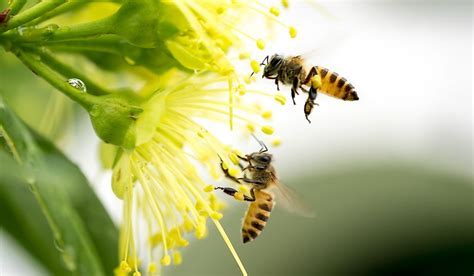 Image result for Pollinating Insects