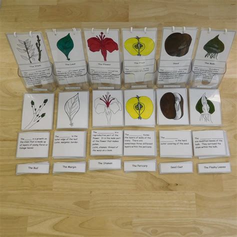 Image result for Learning Botany Australia