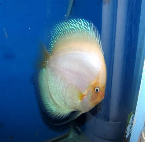 Image result for White Discus Fish