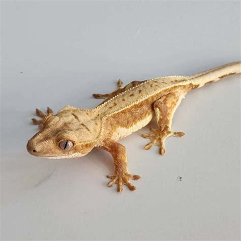 Image result for How to Catch a Lizard