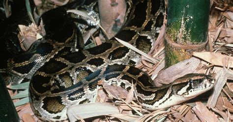 Image result for Python Farming