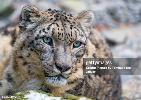 Image result for Snow Leopard Side Face
