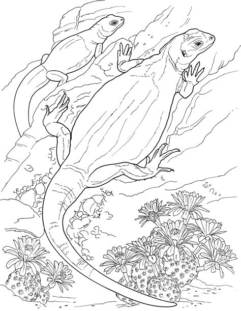 Image result for Lizard Coloring Pages