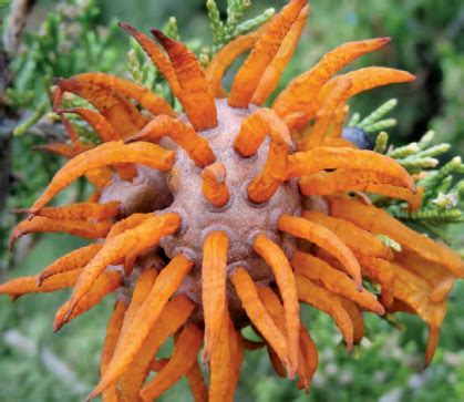 Image result for Pear Tree Trellis Rust