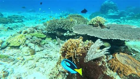 Image result for Finding Nemo Blue Fish