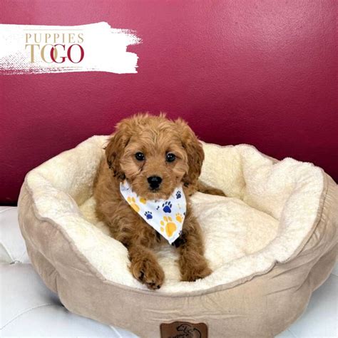 Image result for Red Cavapoo Puppies