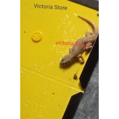 Image result for Lizard Traps