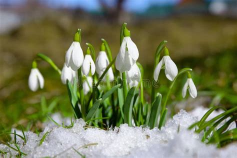 Image result for Snowdrop Early Spring Flowers