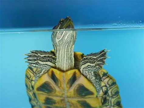Image result for Turtles Making Sounds