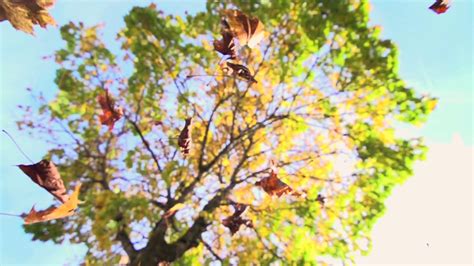 Image result for One Leaf Falling Image