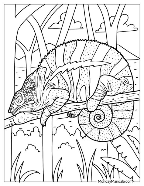 Image result for Lizard Coloring Pages