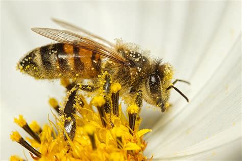 Image result for Pollinating Insects