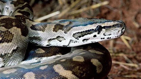 Image result for Green Anaconda vs Python