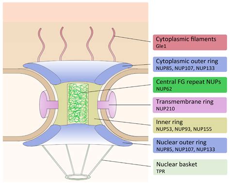 Image result for Nuclear Pore Complex Structure Model