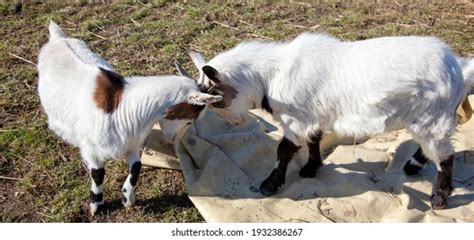 Image result for Goat Arguing