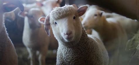 Image result for Sheep Sound Effect