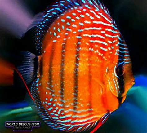 Image result for Rare Discus Fish