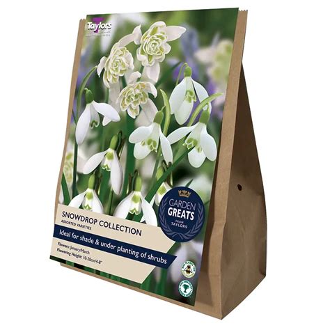 Image result for Snowdrop Varieties