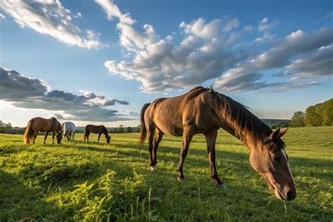 Image result for Pollinating Types of Bees