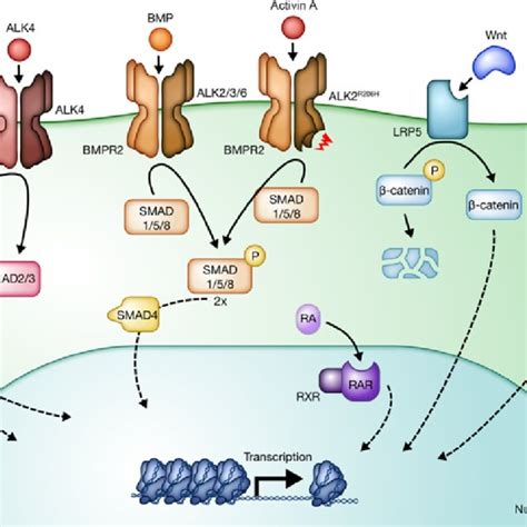Image result for Bone Formation Signaling Pathway