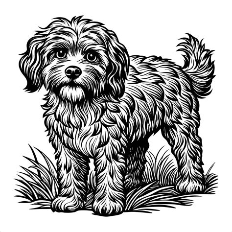 Image result for Cavapoo Art