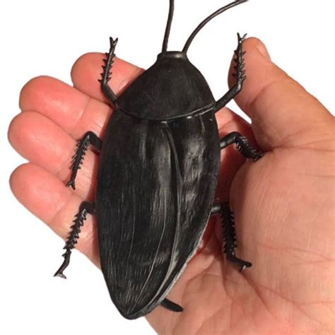 Image result for Cockroach Craft