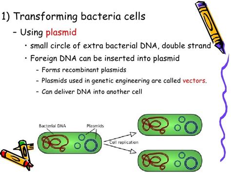 Image result for Cell Transformation
