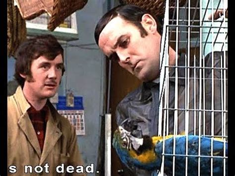 Image result for Monty Python Parrot