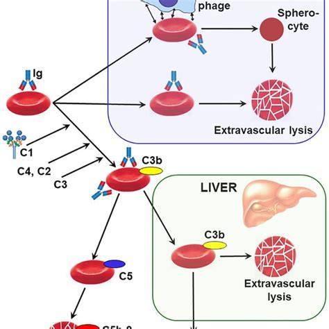 Image result for Complement System Components