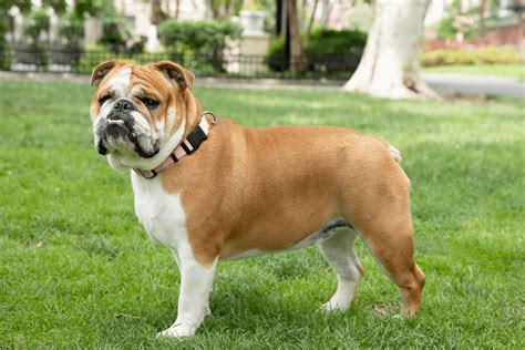 Image result for Alien Bulldog