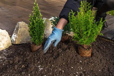 Image result for To Spring Up