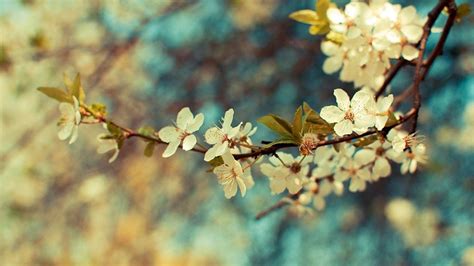 Image result for Hello Spring Rustic Background Wallpaper