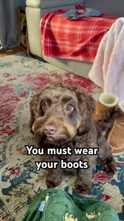 Image result for Cockapoo Shorts