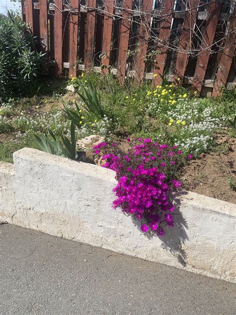 Image result for Spring Flowers Springing