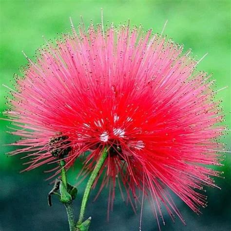 Image result for Red Powder Puff Tree